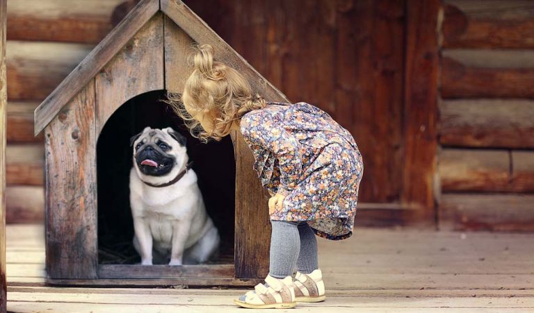 How To Stop Dog From Pooping In House Or Dog Crates EXPLAINED how-to-stop-dog-from-pooping-in-house-or-dog-crates-explained