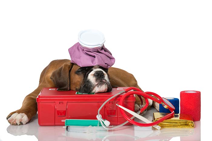 17 Essential Items for First Aid Kit for Dogs