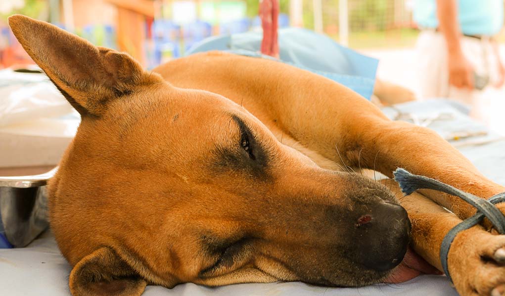 Dog Neutering And Spaying Pros And Cons Backed By Science Dog Neutering And Spaying Pros And Cons Backed By Science