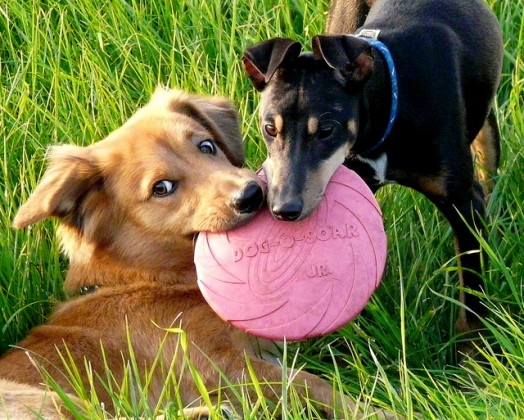 10 Ways Dog Owners Can Go Green and Eco-Friendly – Top Dog Tips