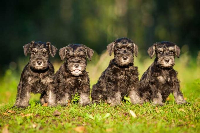 35 Best Medium and Small Dogs for Kids – Top Dog Tips