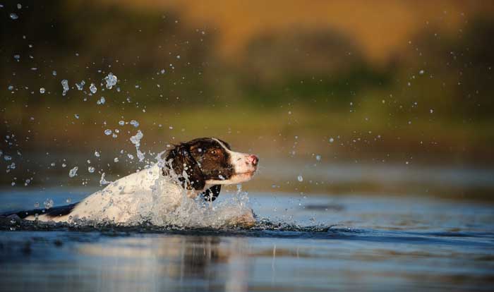 30 Best Hunting Dogs & Gun Dog Breeds for All Types of Game & Hunts