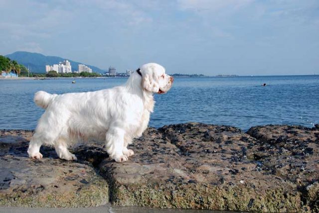 Clumber Spaniel Dog Breed Profile – Top Dog Tips