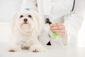 Dog Care 101: How to Groom Your Dog at Home – Top Dog Tips
