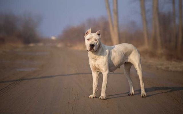 Dogo Argentino Dog Breed Profile – Top Dog Tips