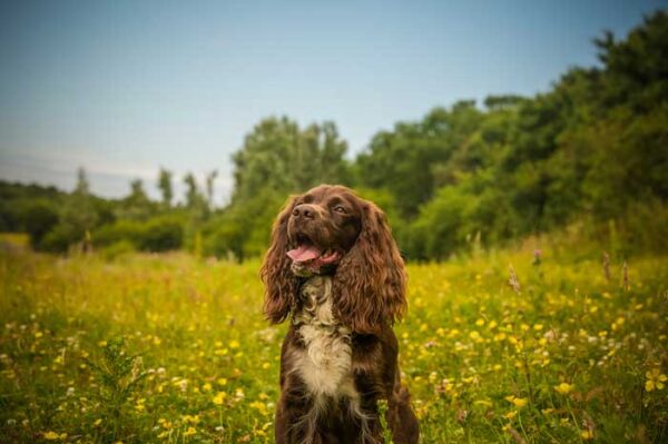 150+ Nature Dog Name Ideas with Meanings – Top Dog Tips