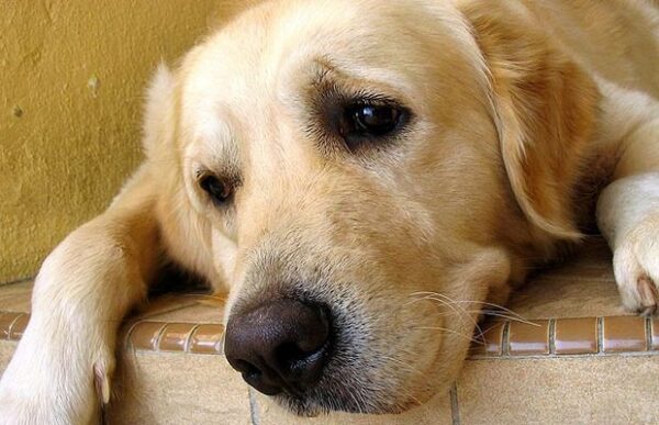 New App Uses Facial Recognition to Return Lost Dogs – Top Dog Tips