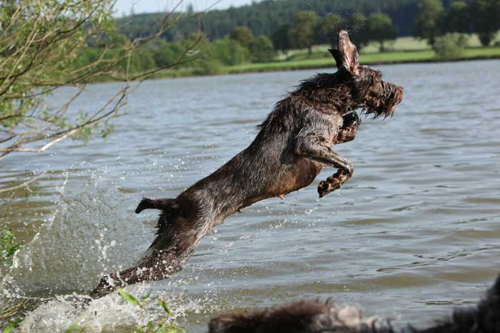 30 Best Hunting Dogs & Gun Dog Breeds for All Types of Game & Hunts