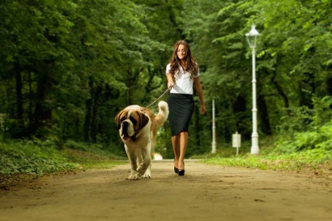 Top Tips on How to Teach a Dog to Walk On a Leash – Top Dog Tips