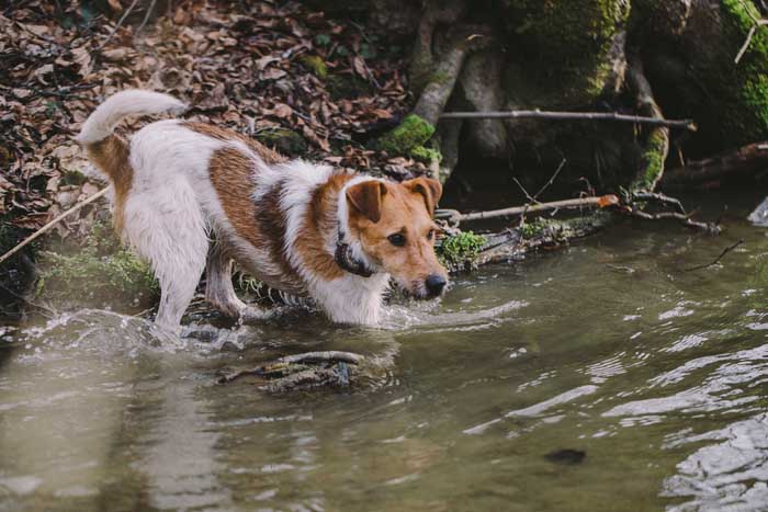 30 Best Hunting Dogs & Gun Dog Breeds for All Types of Game & Hunts