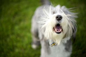 25 Most Common Dog Behavior Issues: Habits and Problems That Are Not ...