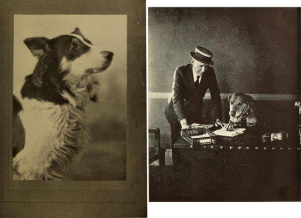 9 Famous Dogs That Are the Biggest Movie Stars in the World