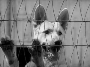 9 Famous Dogs That Are the Biggest Movie Stars in the World