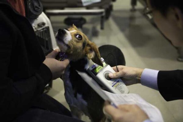 9 Best Dog Tech Devices Pet Owners Love – Top Dog Tips