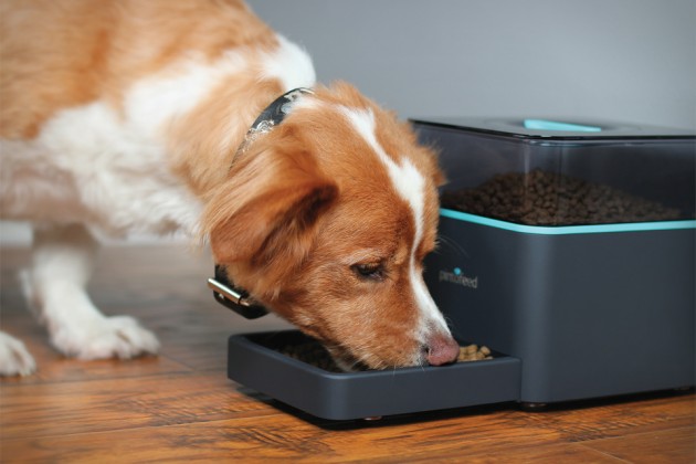 9 Best Dog Tech Devices Pet Owners Love – Top Dog Tips