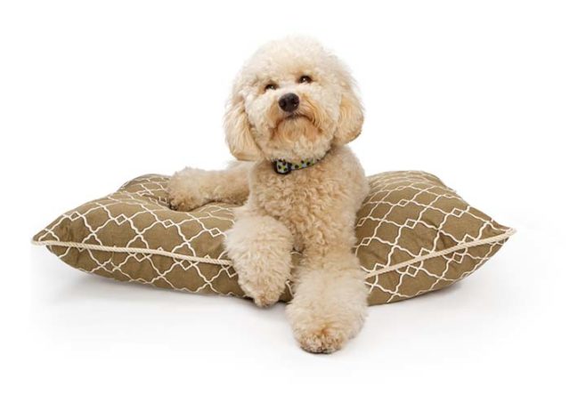 Types of Dog Bedding: Mats, Beds, Pillows and Sofas