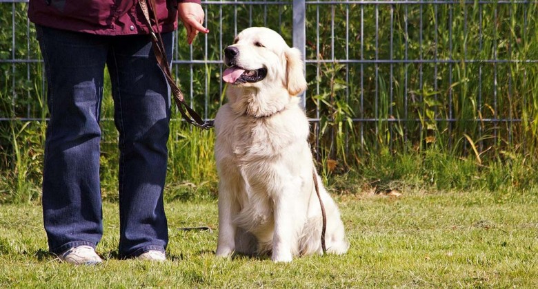How to Start a Dog Training Business – Top Dog Tips