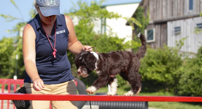 Top 10 Must Have Dog Training Supplies – Top Dog Tips