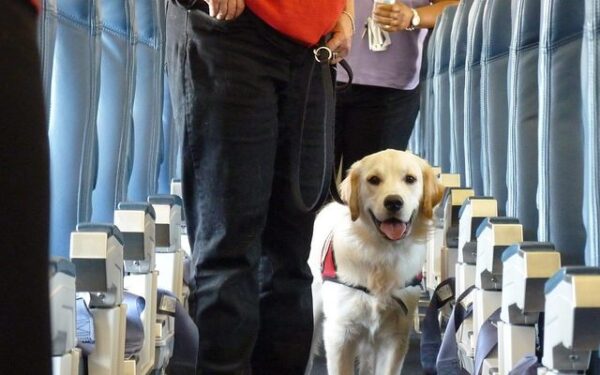 Flying With Dogs: Airline Approved Dog Crates and Carriers [Updated 2024]