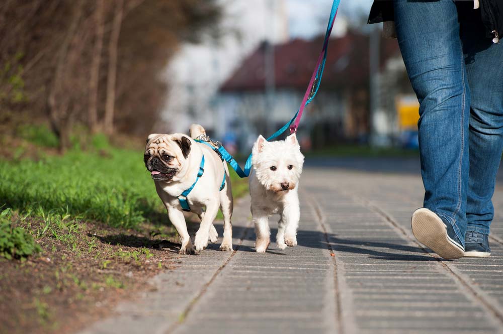 10 Best Dog Business Ideas For Petreneurs To Launch Today 10 Best Dog Business Ideas For Petreneurs To Launch Today