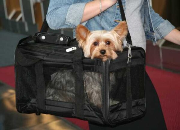 Flying With Dogs: Airline Approved Dog Crates and Carriers – Top Dog Tips