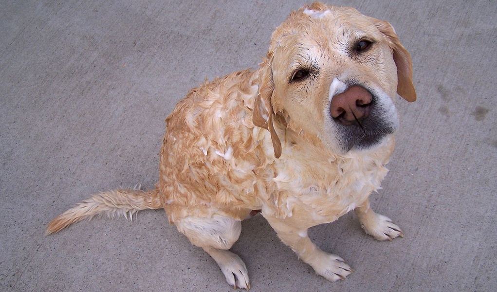 How To Write A Dog Grooming Business Plan Top Dog Tips
