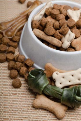 How to Get Free Stuff for Dogs – Top Dog Tips