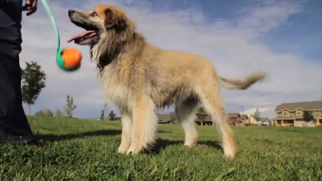 The Jive Ball Bounces Unpredictably to Give Your Dog a Mental and ...