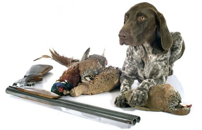 30 Best Gun Dog Supplies for Game Hunters – Top Dog Tips