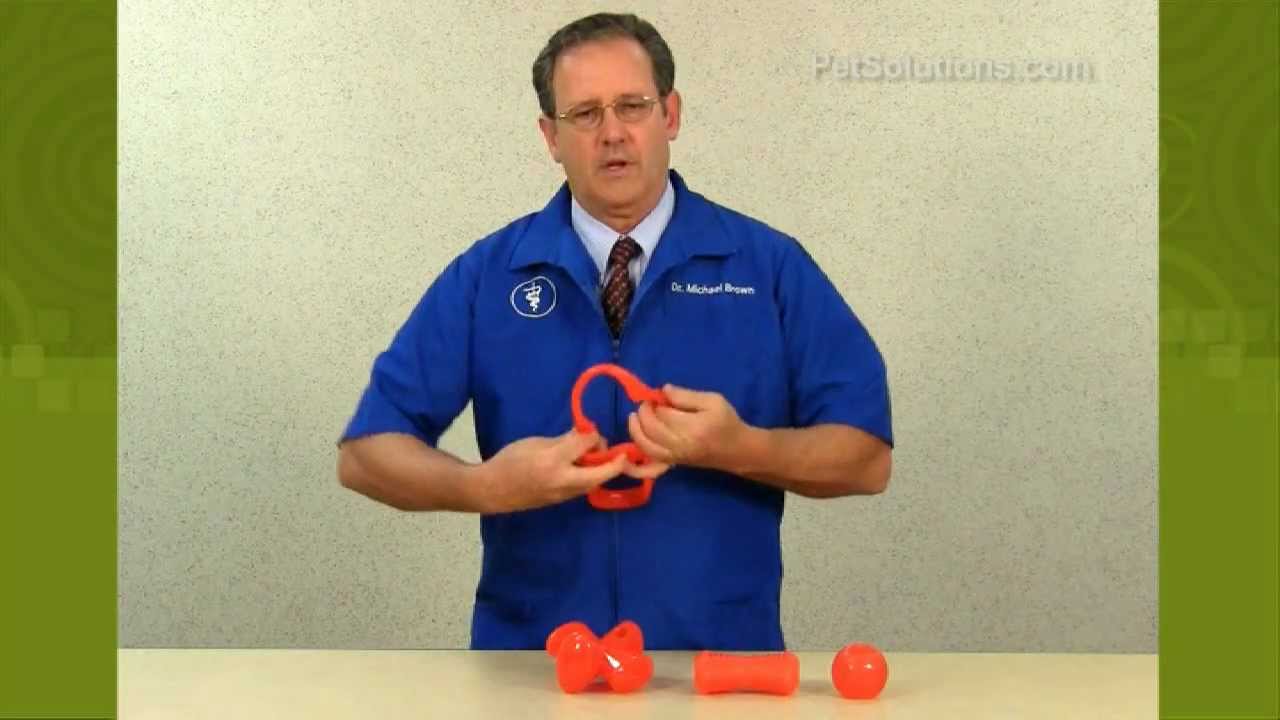 Bionic Dog Toys are Durable, Fun, and Scented – Top Dog Tips