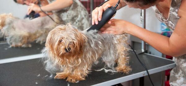 Grooming Different Types of Dog Coats – Top Dog Tips