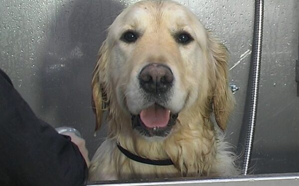 How to Calm Your Dog Before Grooming – Top Dog Tips