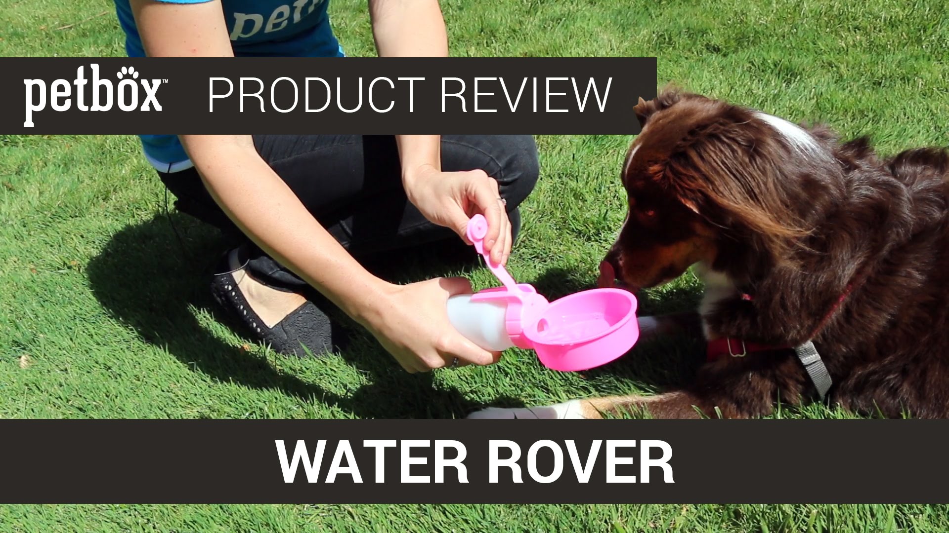Don't Let Your Pet Go Thirsty - Bring a Water Rover! – Top Dog Tips