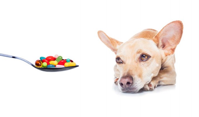 56 Most Popular Dog Supplements – Top Dog Tips