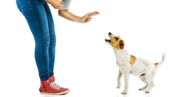Let's Talk: Confusion About Negative Reinforcement During Dog Training ...