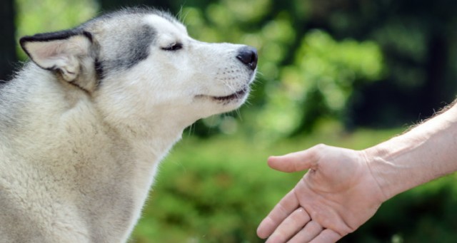 How Owners Lose Their Dogs' Trust – Top Dog Tips