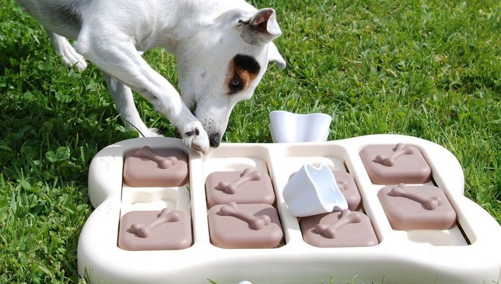 Interactive Puzzle Toys For Dogs As A Brain Exercise Top Dog Tips
