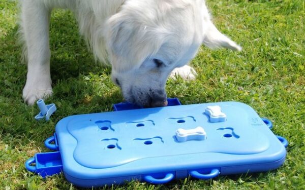 Interactive Puzzle Toys for Dogs as a Brain Exercise