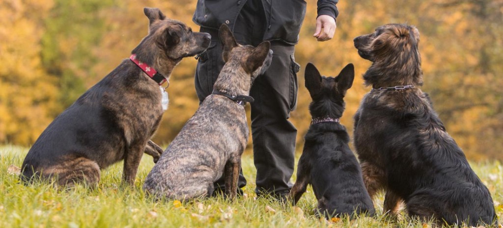 10 Science-based Dog Training Tricks – Top Dog Tips