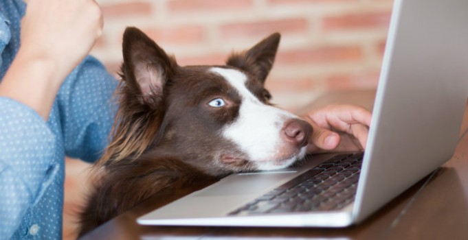 Pets on a Budget: What's the Best Place to Buy Cheap Dog Supplies?