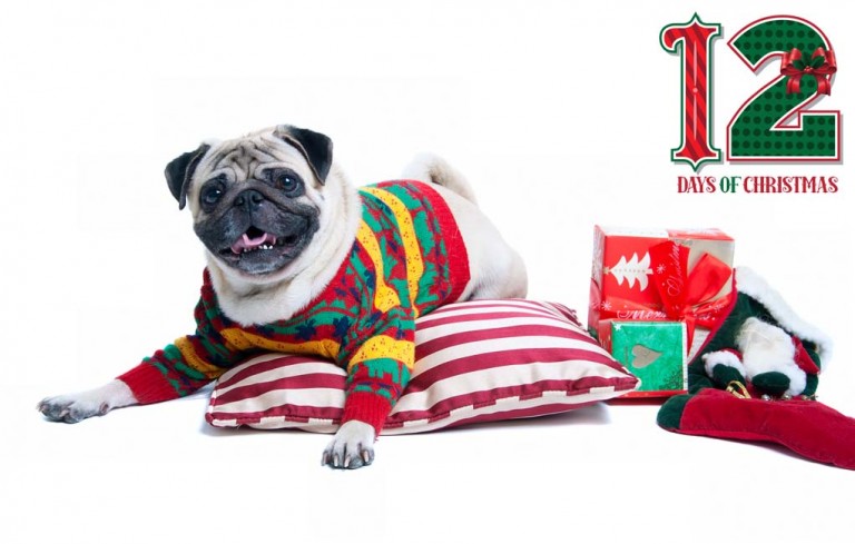 Best Dog Supplies Deals & Discounts - Amazon's 12 Days of Deals (2017)
