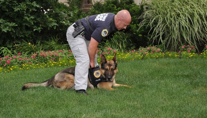 Anderson Cooper Honors Fallen Police Dog in a Unique Way – Top Dog Tips