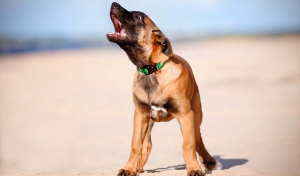Normal Puppy Behaviors – Top Dog Tips