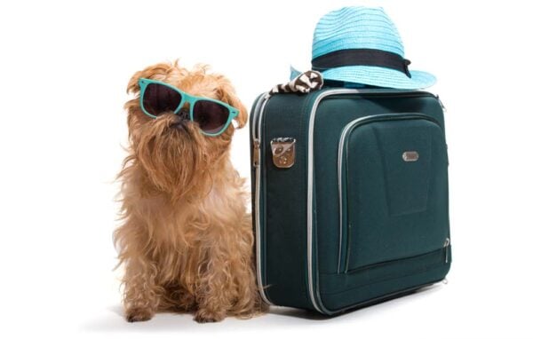 Shipping a Dog: Using Ground vs Air Transportation