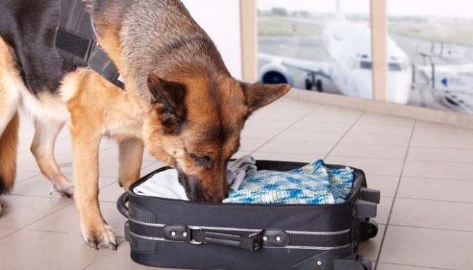 Shipping a Dog: Using Ground vs Air Transportation