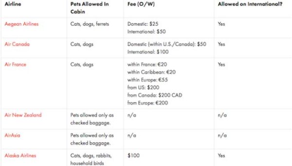 Shipping a Dog: Using Ground vs Air Transportation
