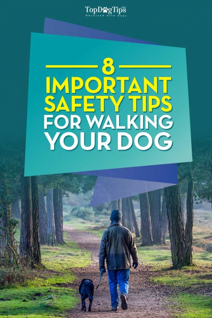 8 Tips for Walking Your Dog Safely Every Single Day