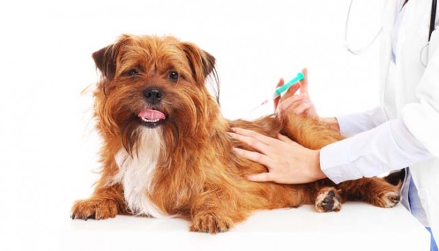 What Shots Do Puppies Need and Exact Puppy Vaccination Schedule