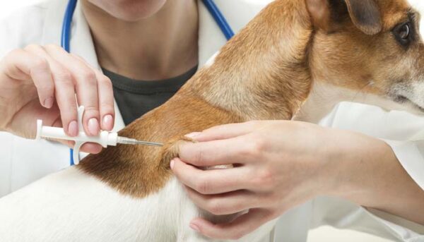 What Shots Do Puppies Need and Exact Puppy Vaccination Schedule