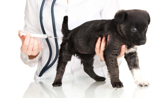 What Shots Do Puppies Need and Exact Puppy Vaccination Schedule